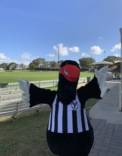 Welcome to the Swans New Mascot – Madjitil Maali - Swan Districts FC